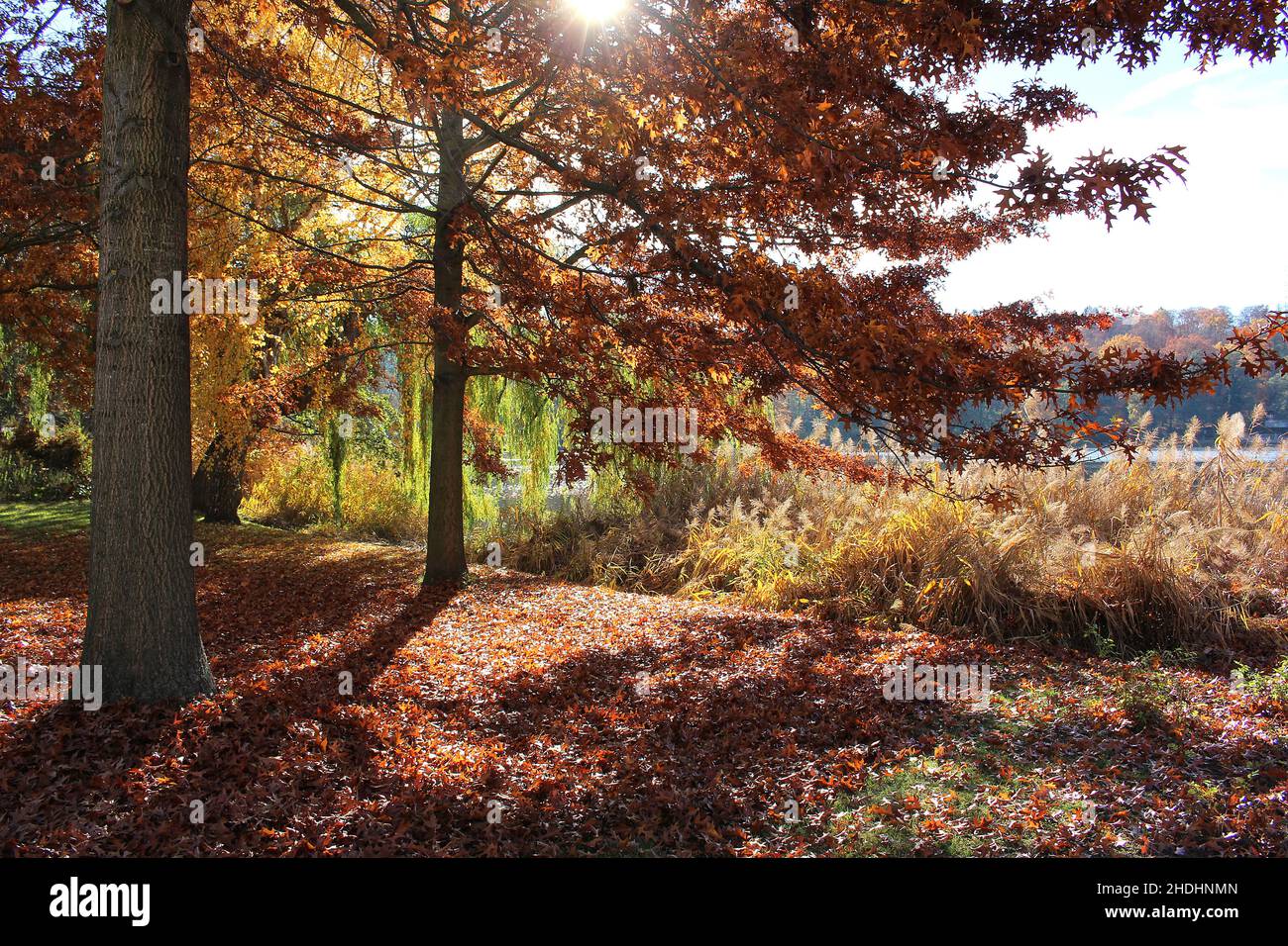 autumn, maple tree, fall, maple trees Stock Photo - Alamy