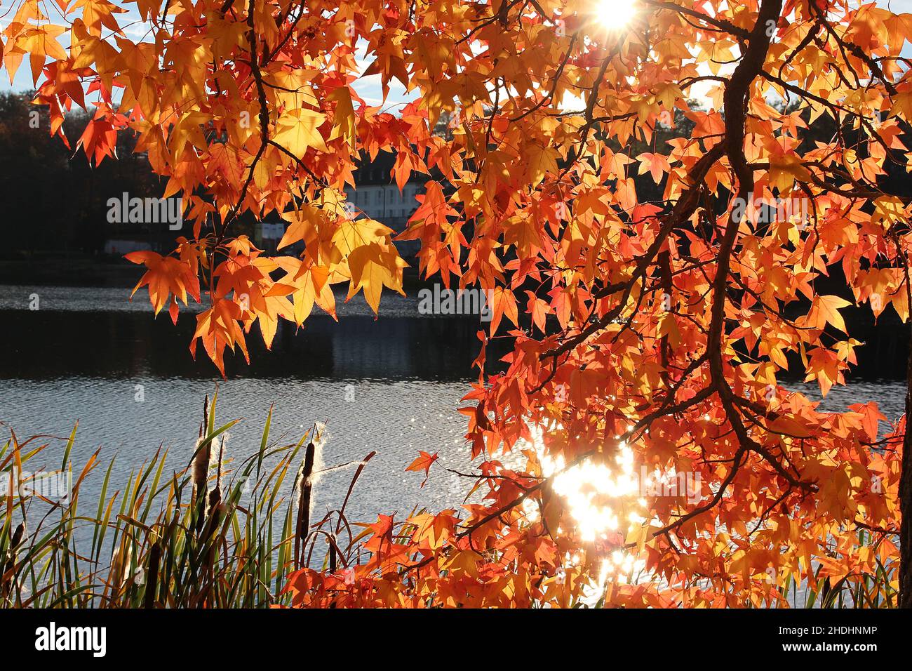 autumn, maple tree, fall, maple trees Stock Photo - Alamy