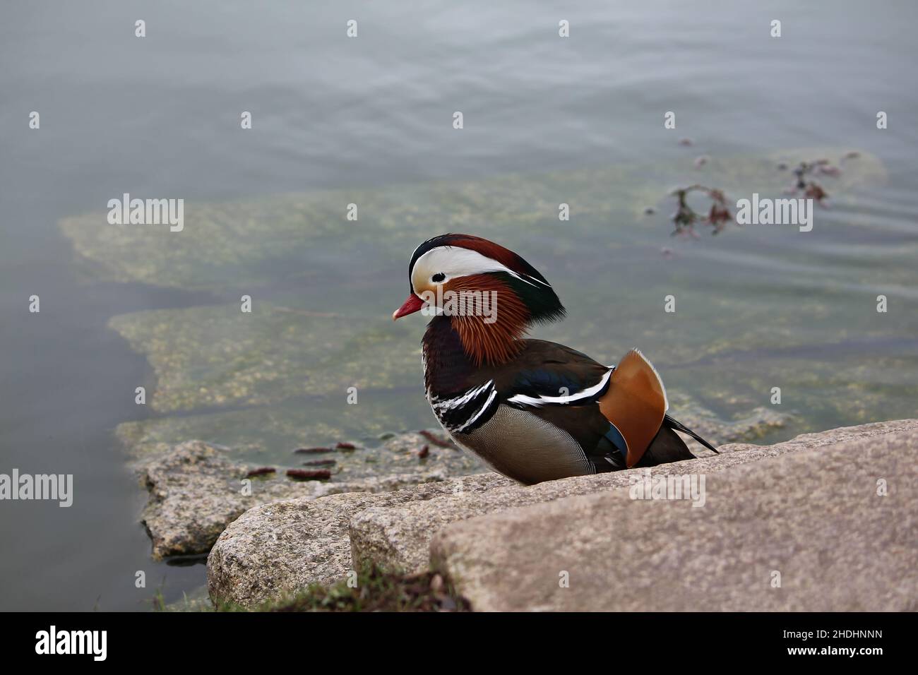 Animal bird birds duck hi-res stock photography and images - Alamy