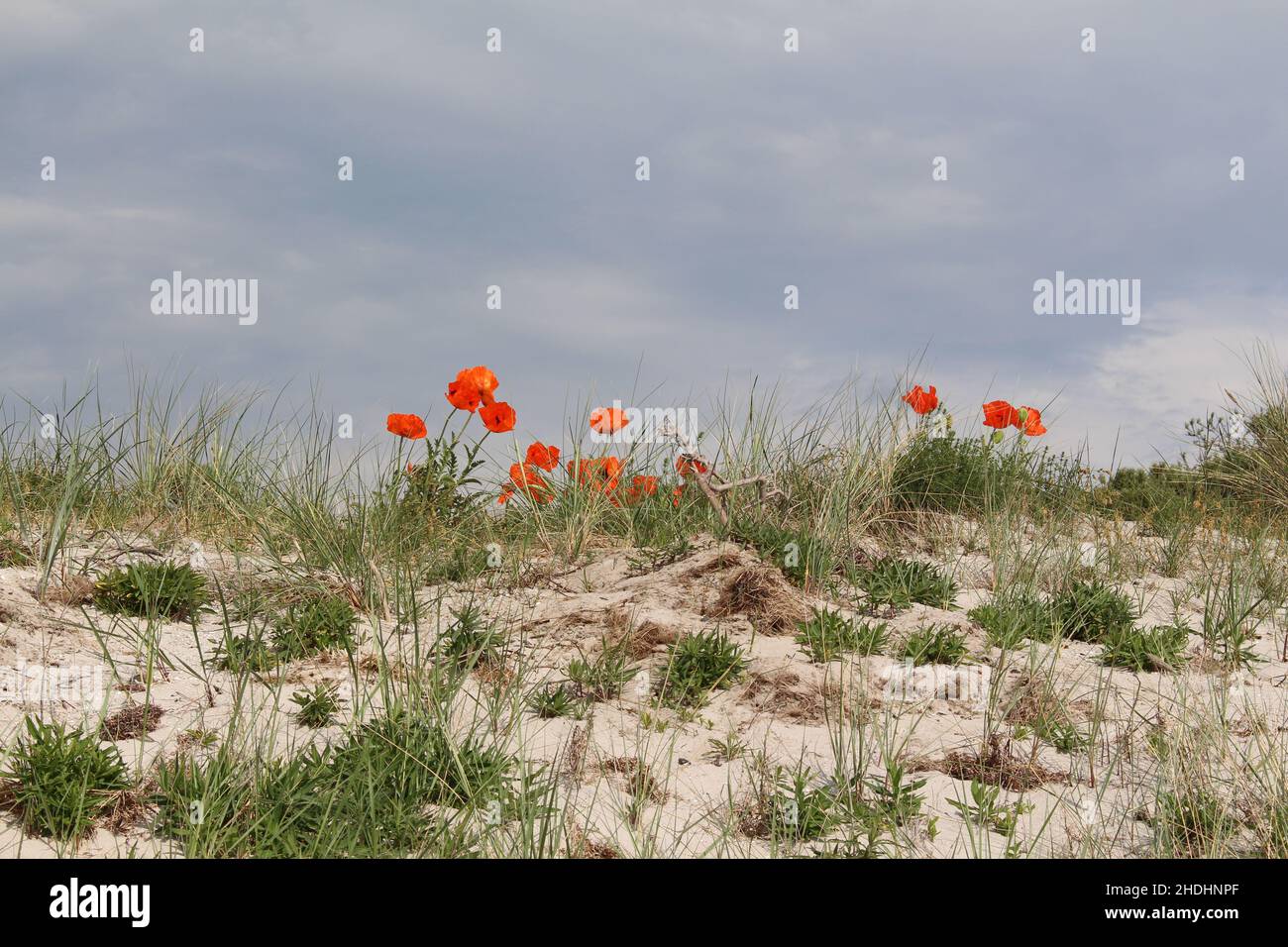 beach, poppy, beaches, seaside, poppies Stock Photo - Alamy