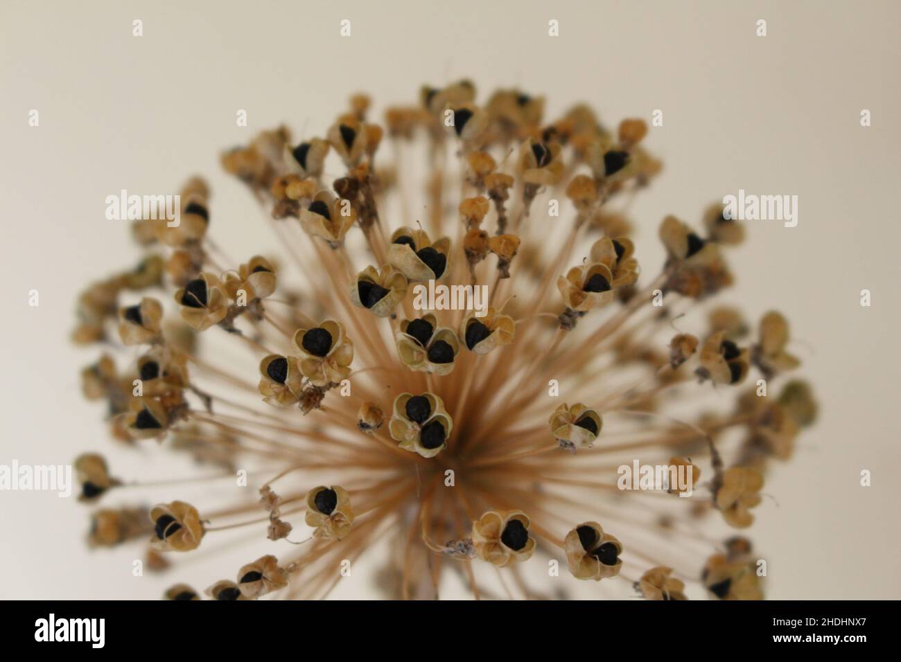 seed, dried plant, faded, allium, crob, seeds, sowing, dried plants ...
