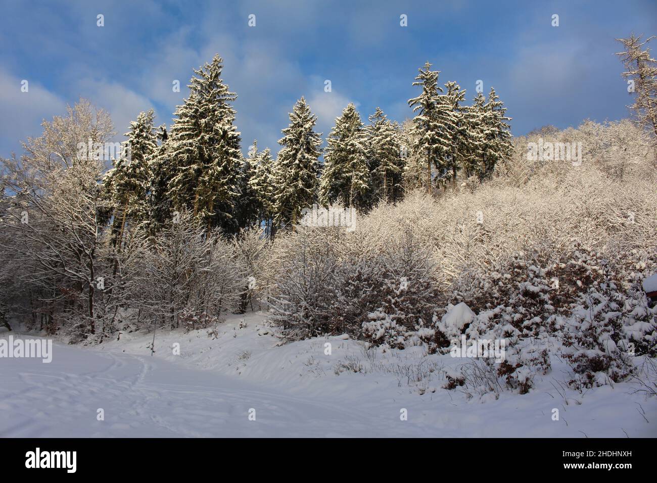 Thuringian forests hi-res stock photography and images - Alamy