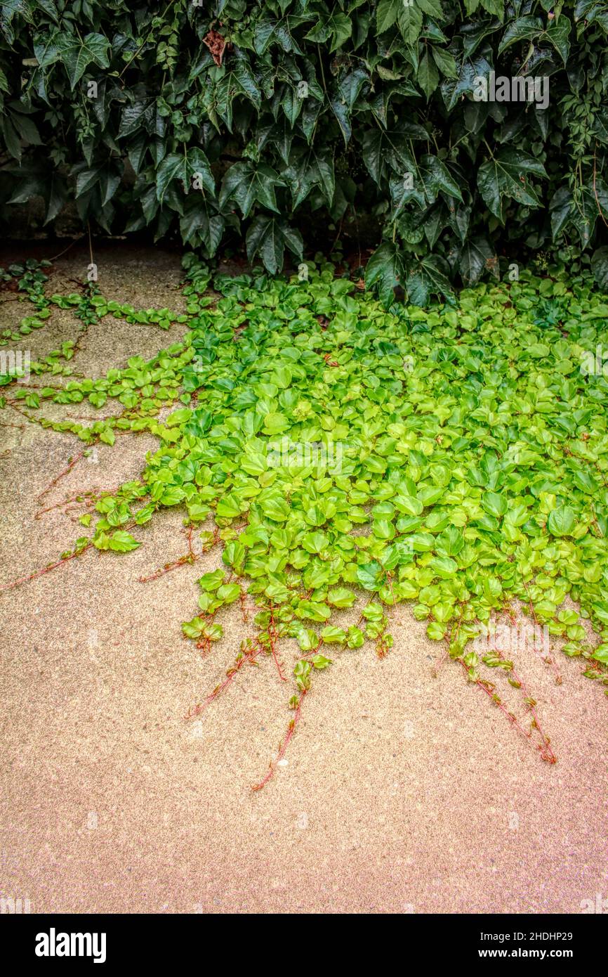 creeper plant, vine leaves, creeper plants Stock Photo - Alamy