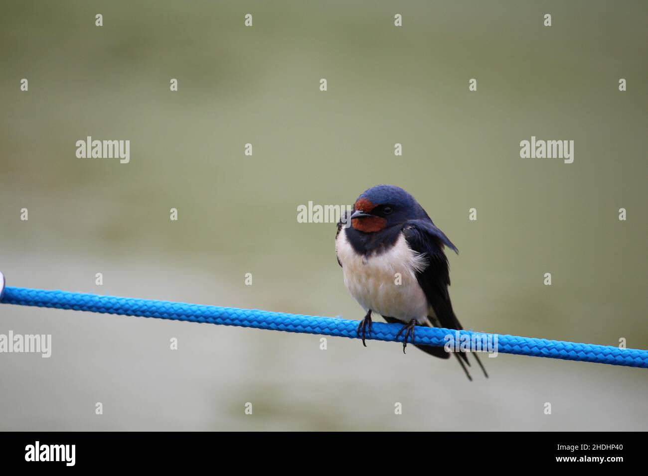 barn swallow, barn swallows Stock Photo - Alamy