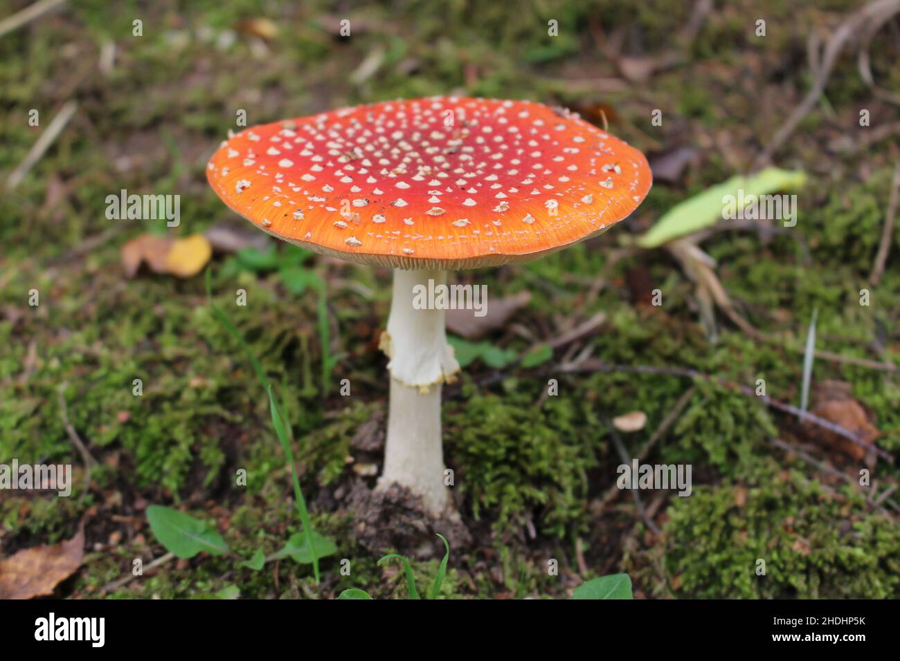 fly agaric, fly agarics Stock Photo - Alamy