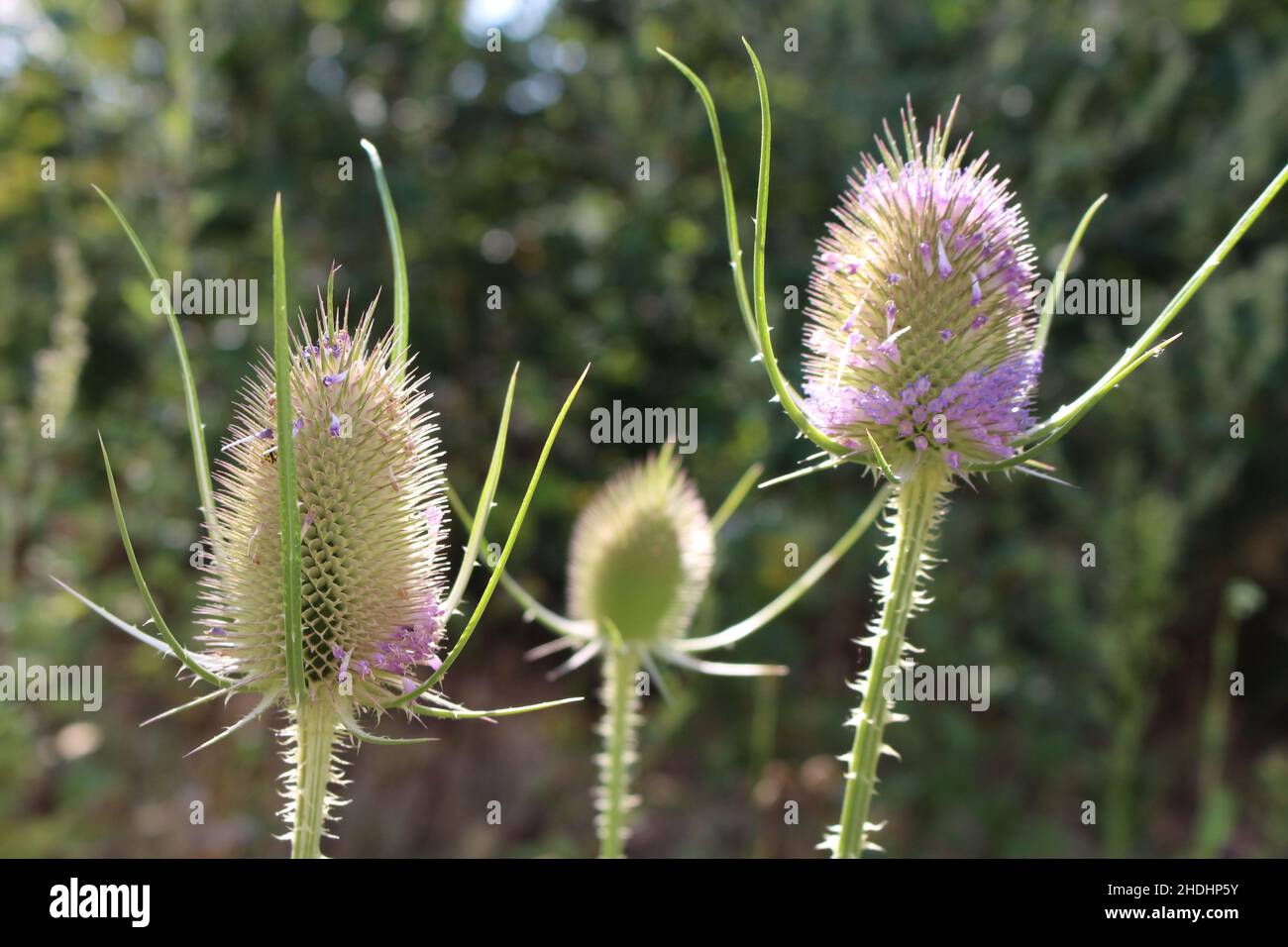 Flowering teasel hi-res stock photography and images - Alamy