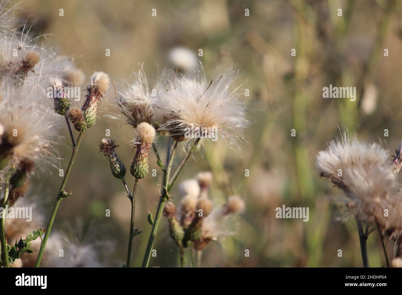 Seed of thistle hi-res stock photography and images - Alamy