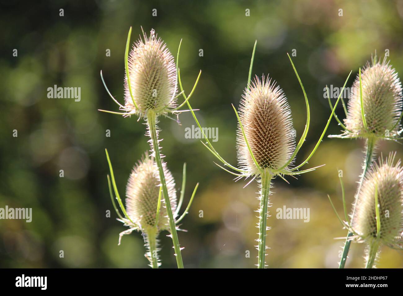 Warm teasel hi-res stock photography and images - Alamy