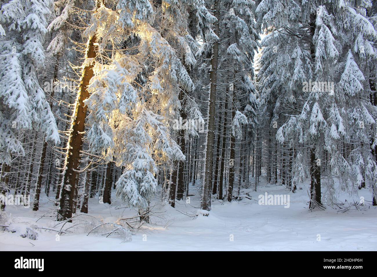 sunlight, forest, winter, snow, sun ray, sun rays, sunbeam, sunbeams ...