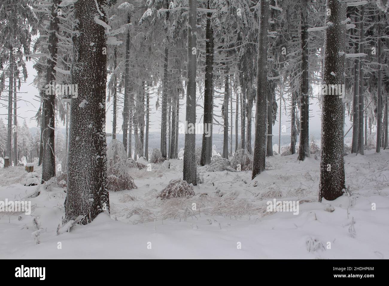 forest, conifers, snow, forests, wood, woodland, woods, conifer, snowy ...