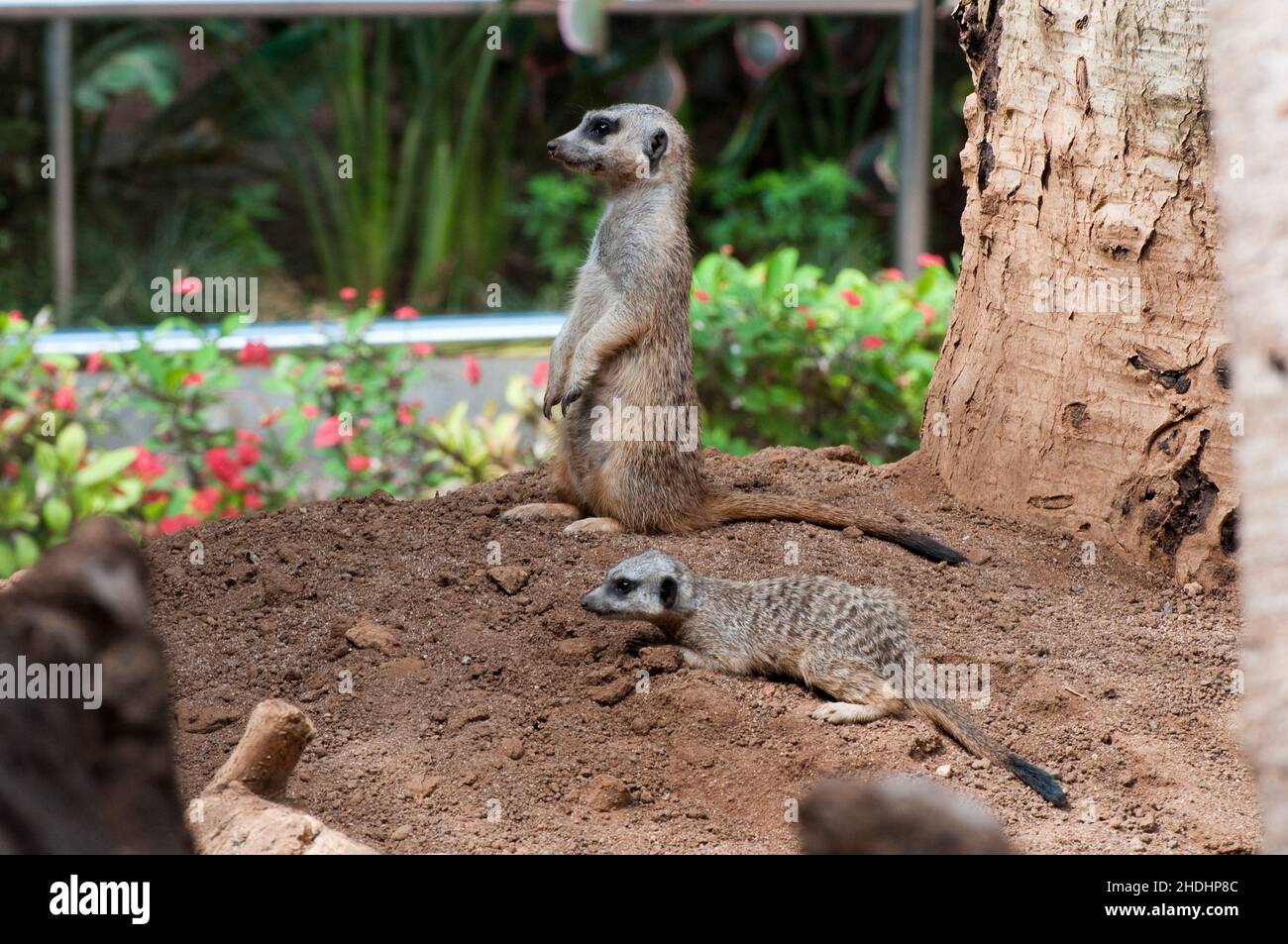 Meerkat guards hi-res stock photography and images - Alamy