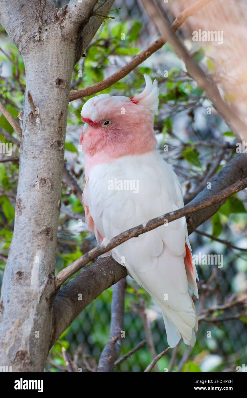 Galah in a tree hi-res stock photography and images - Alamy
