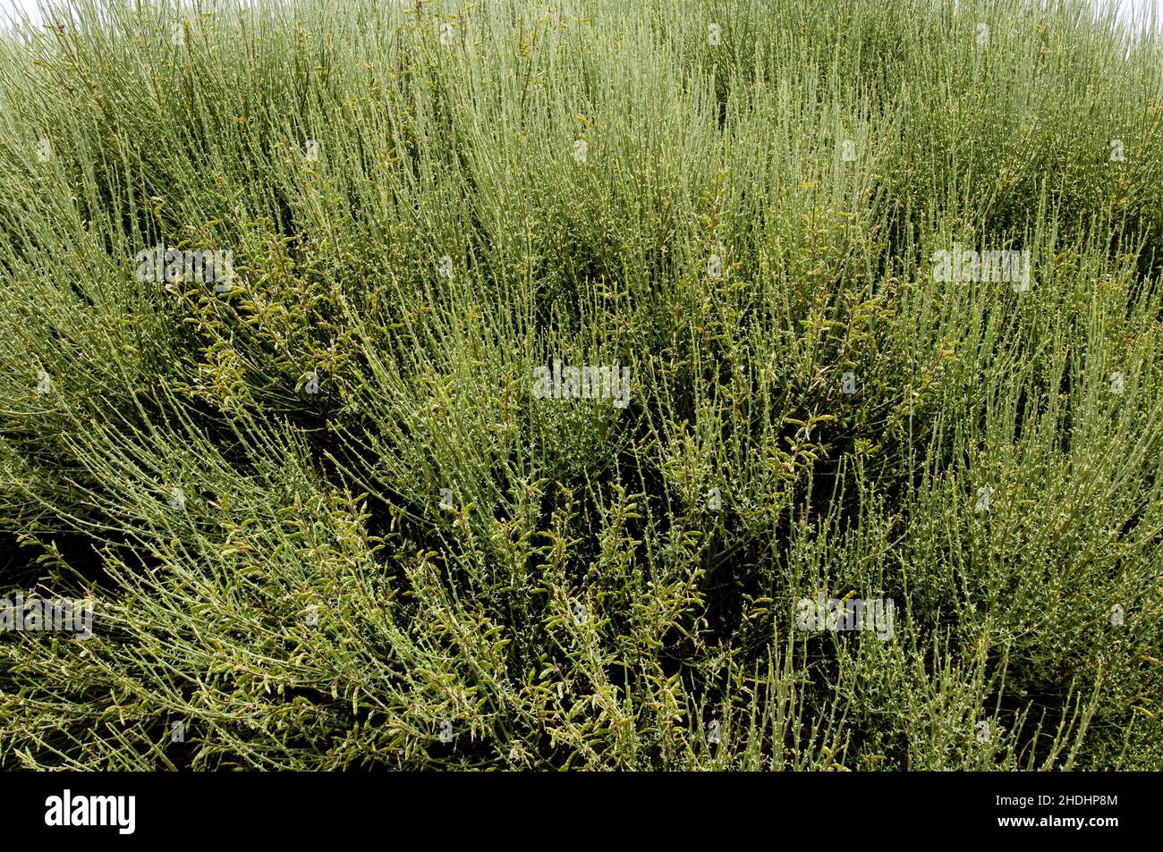 Genistas hi-res stock photography and images - Alamy