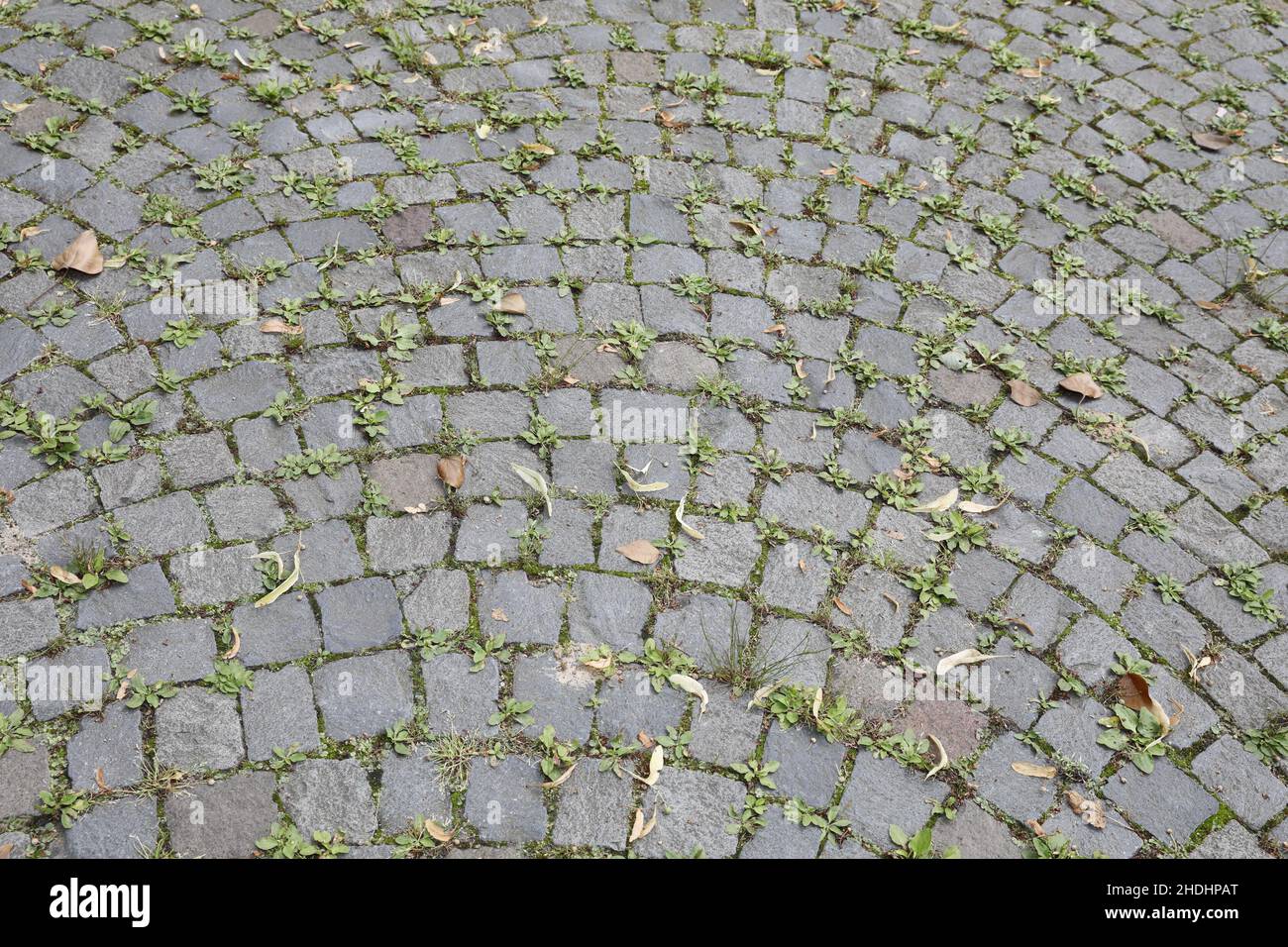 Cobbled stone walkways hi-res stock photography and images - Alamy