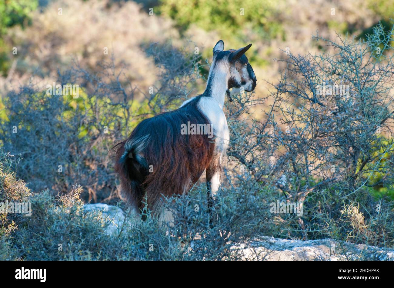 Goats in greece hi-res stock photography and images - Alamy