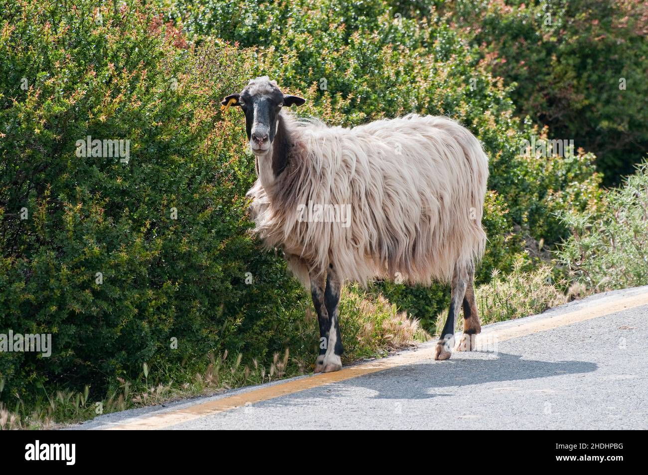 sheep, crete, sheeps, cretes Stock Photo - Alamy