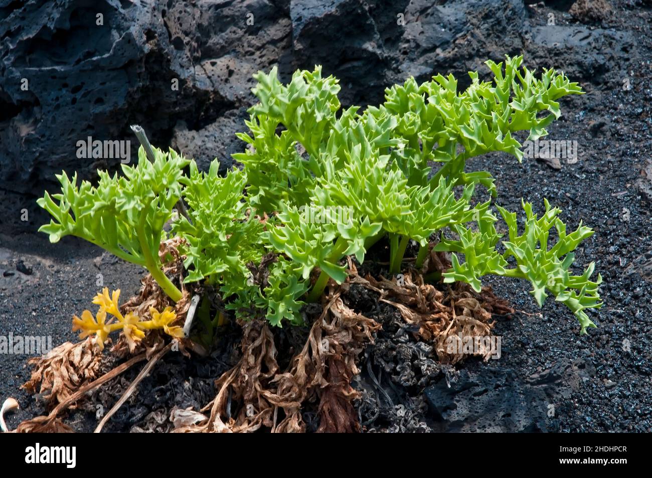 Maca plant hi-res stock photography and images - Alamy