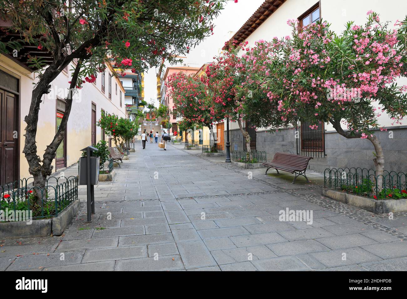 pedestrian zone, flowering oleander, puerto de la cruz, pedestrian ...