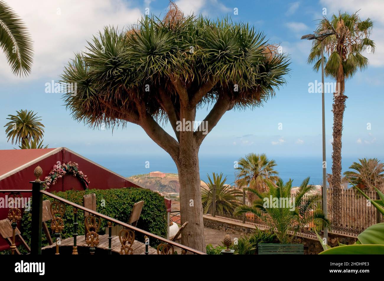 dragon tree, dragon trees Stock Photo - Alamy