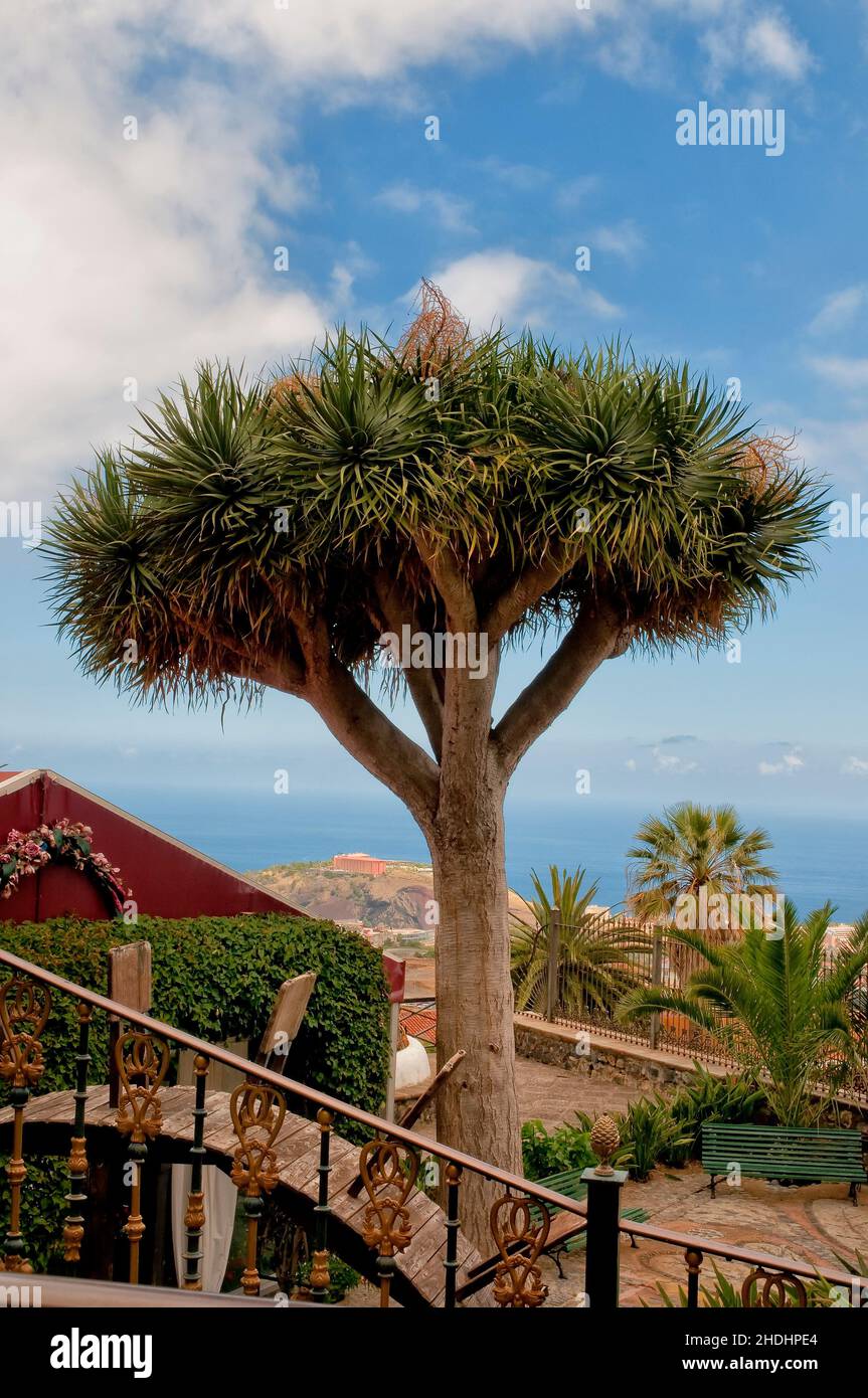 Dragon tree orotava tenerife hi-res stock photography and images - Alamy
