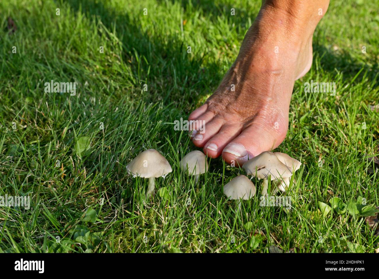 mushroom, barefoot, athletes foot , mushrooms, barefoots, athletes foot ...