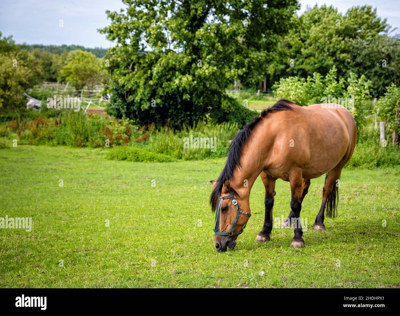 horse, grazing, paddock, horses, paddocks Stock Photo - Alamy