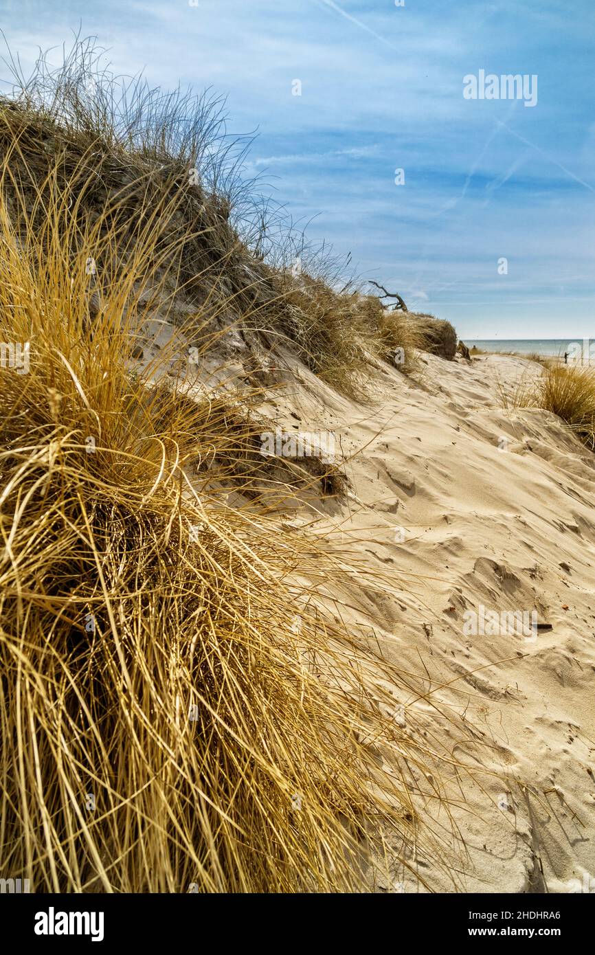 dune, wildlife reserve, marram grass, dunes, nature reserve, wild ...