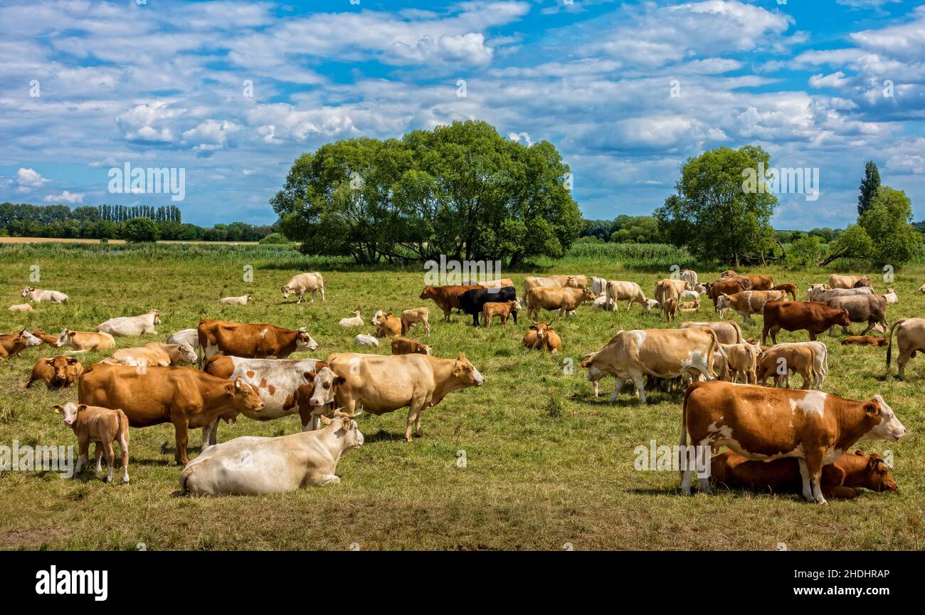 cow, cow herd, cow paddock, cows, herds, cow paddocks Stock Photo - Alamy