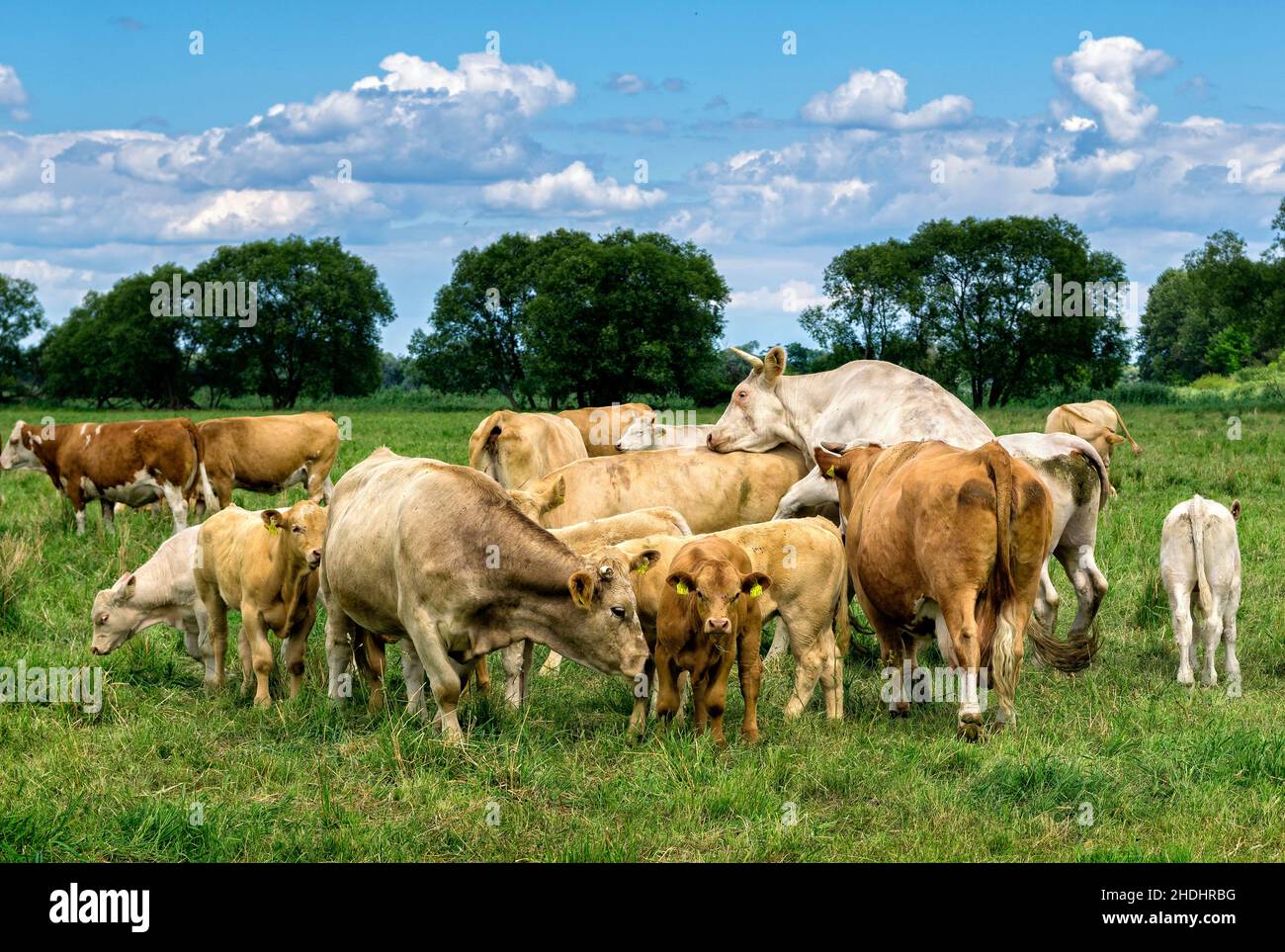Portrait of animal cow hi-res stock photography and images - Alamy