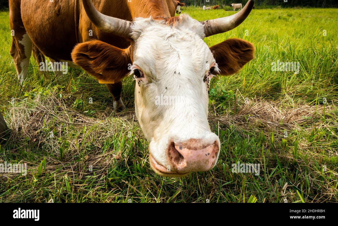 cow, livestock, cows, livestocks Stock Photo - Alamy