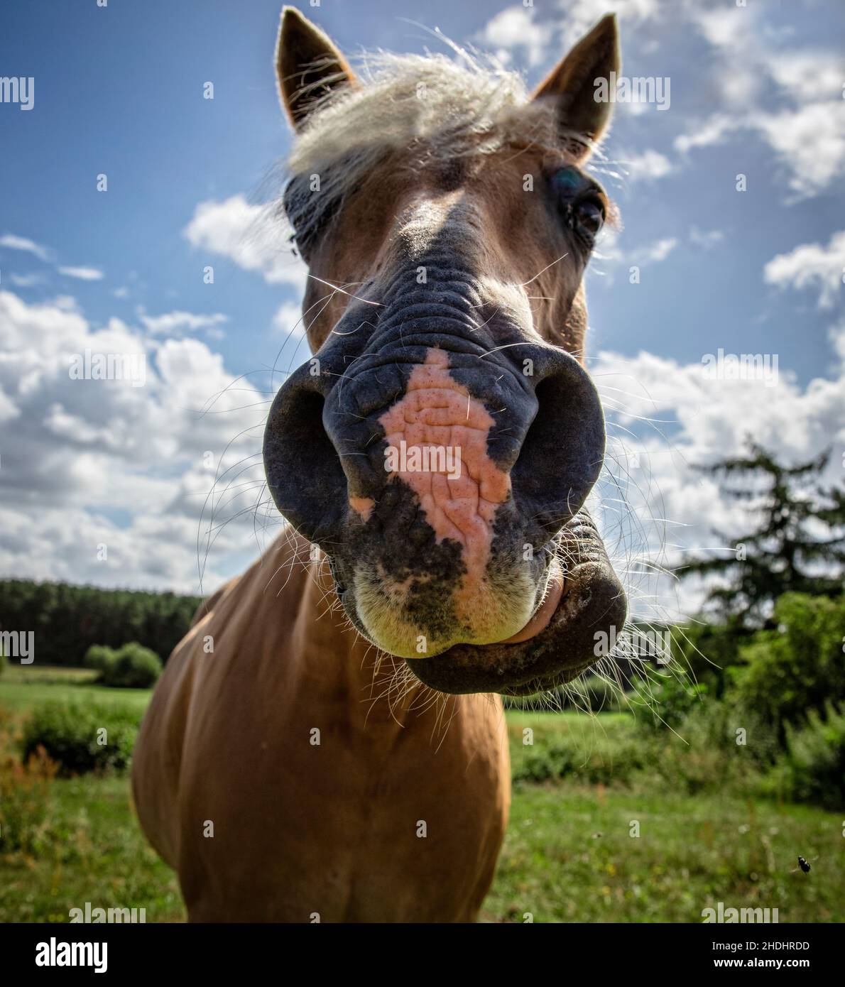 horse, grimace, horses, grimaces Stock Photo - Alamy