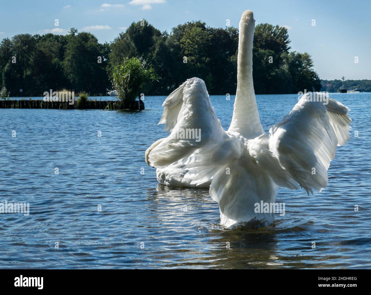 Summer plumages hi-res stock photography and images - Alamy