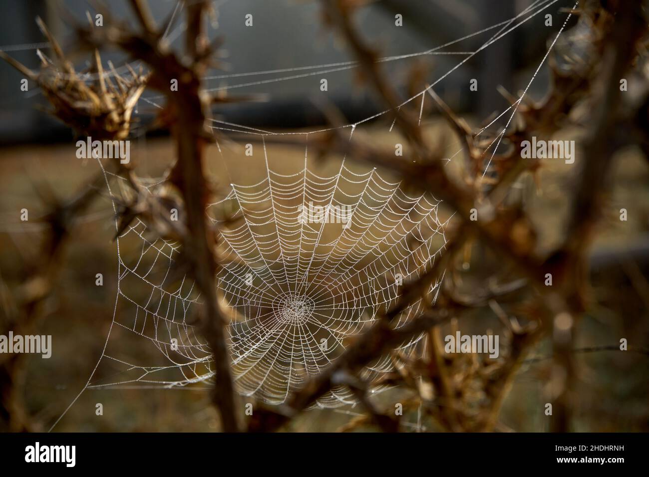 Shallow focus of a spider web on twig trees in the forest Stock Photo ...