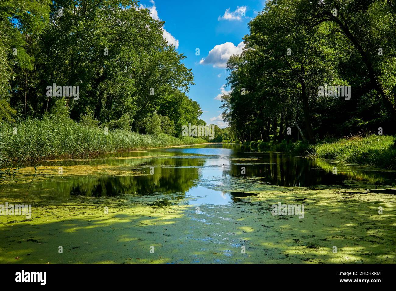 nature, river, duckweed, natur, natures, rivers, duckweeds Stock Photo ...