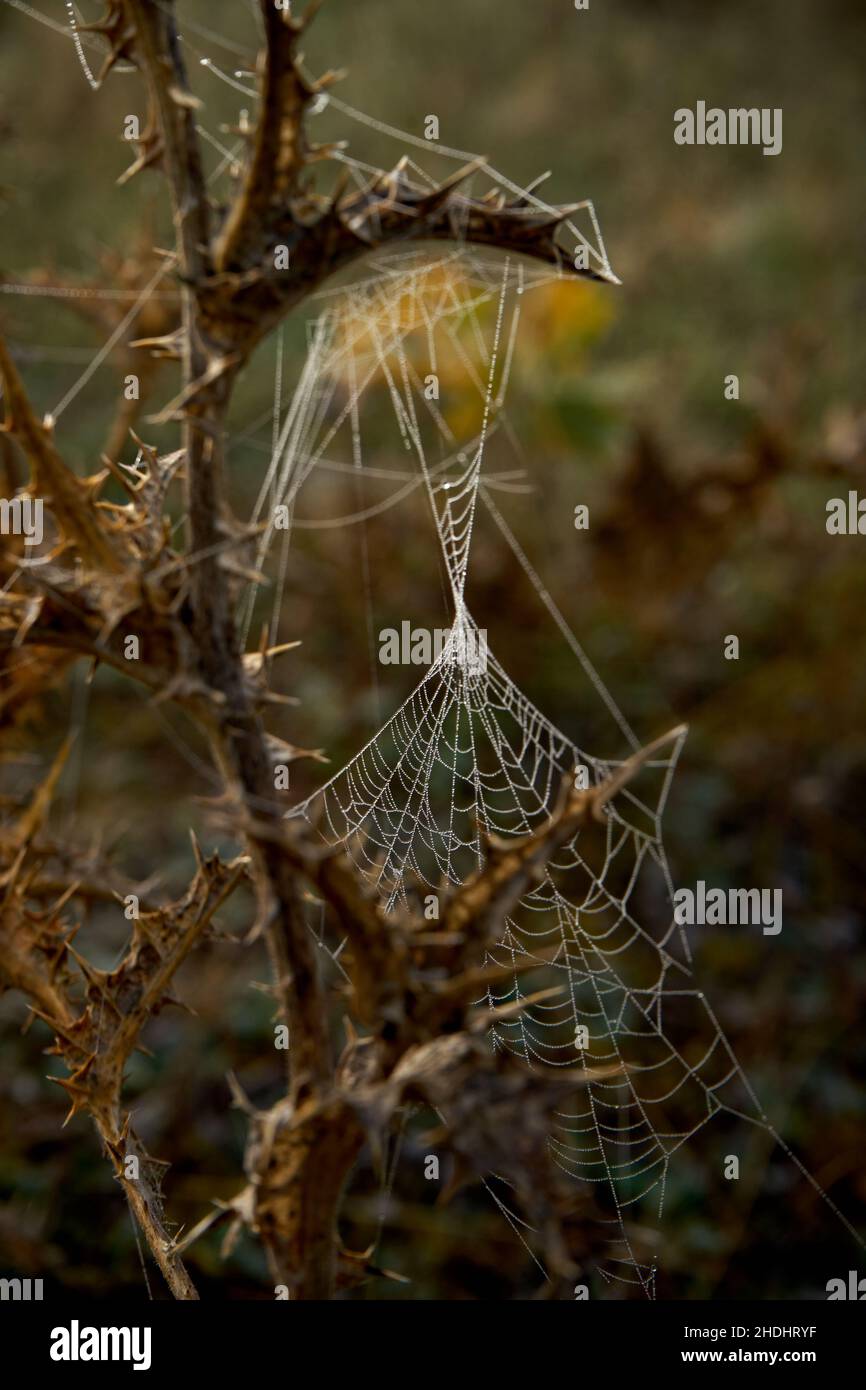 Shallow focus of a spider web on twig trees in the forest Stock Photo ...