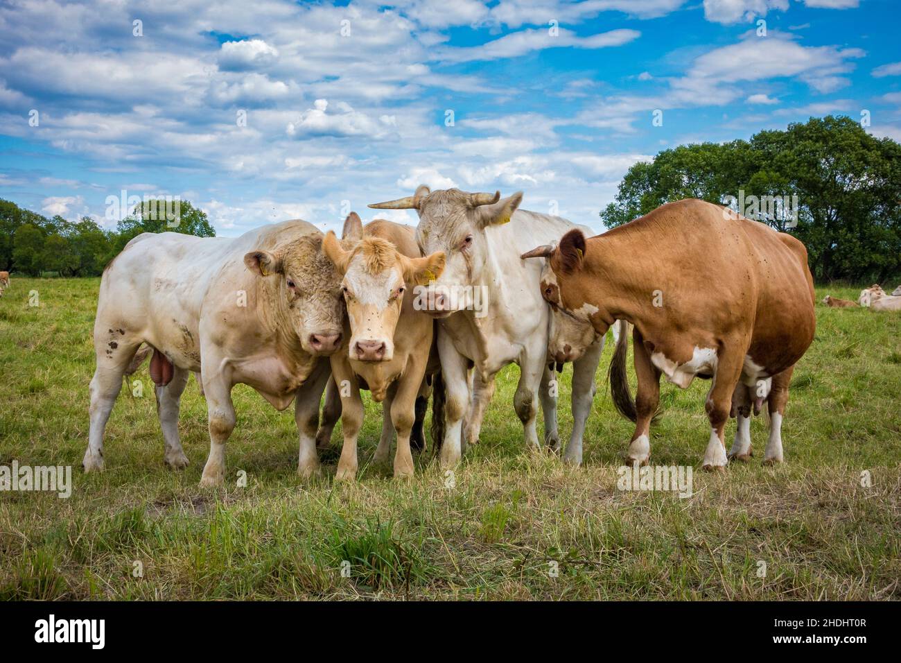 cow herd, cows, ox, herds, cow, oxes Stock Photo - Alamy