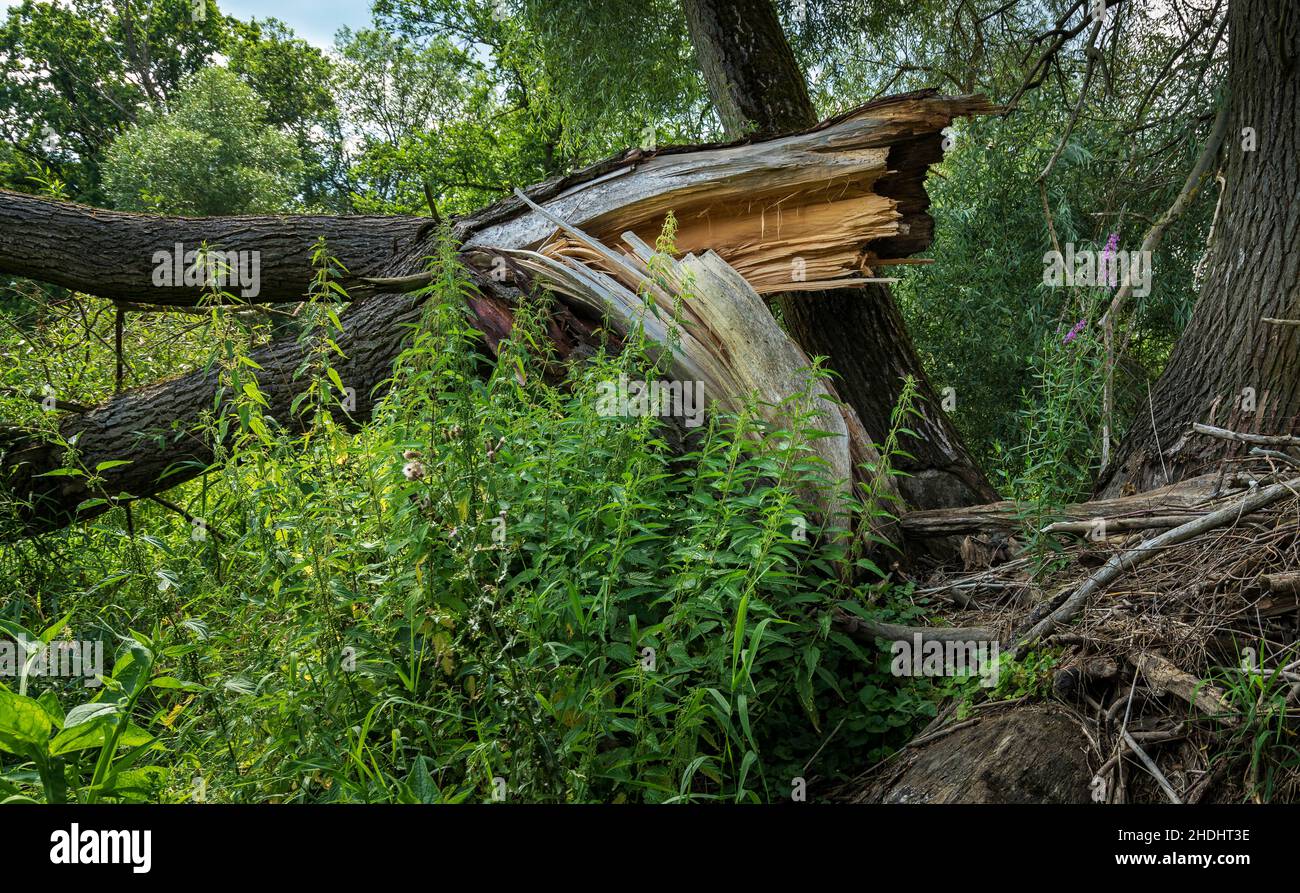 tree, storm damage, trees, storm damages Stock Photo - Alamy