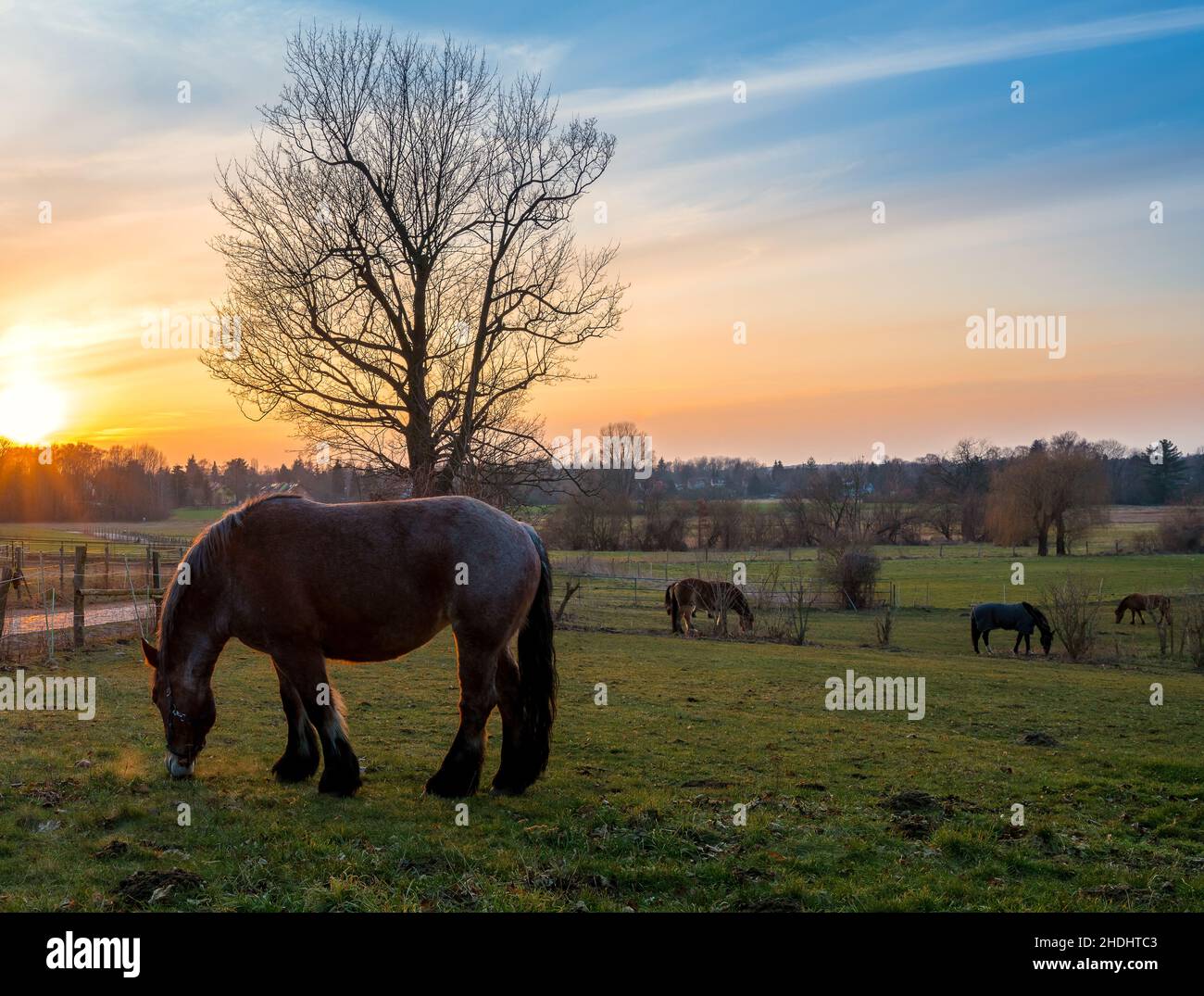 horses, paddock, horse, paddocks Stock Photo - Alamy