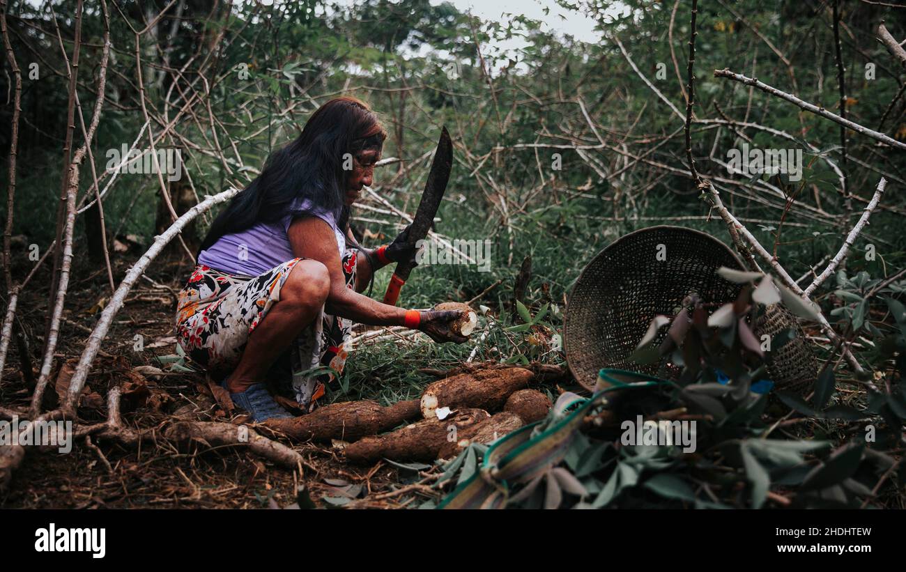 Indigenous Woman farming yucca in Amazon Rainforest Stock Photo - Alamy