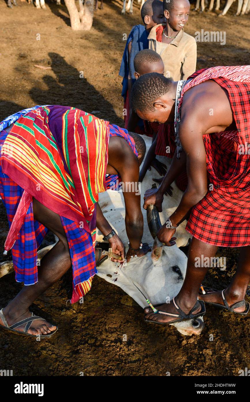 Cattle injection africa hi-res stock photography and images - Alamy