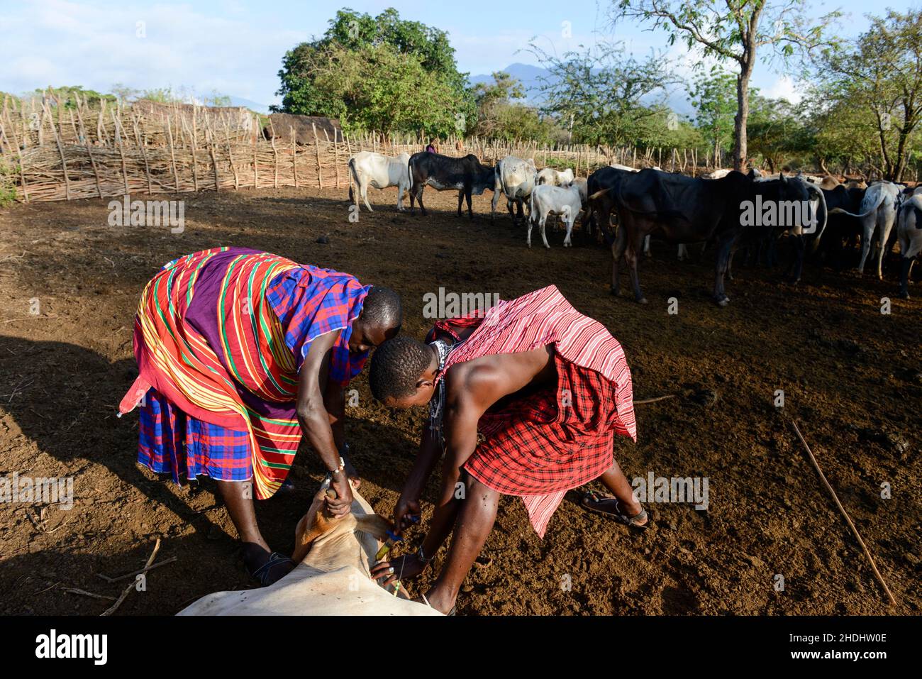 Cattle injection africa hi-res stock photography and images - Alamy