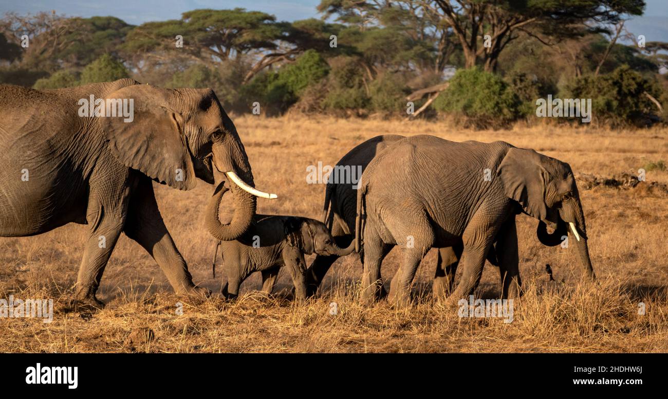 elephant family, elephant families Stock Photo - Alamy