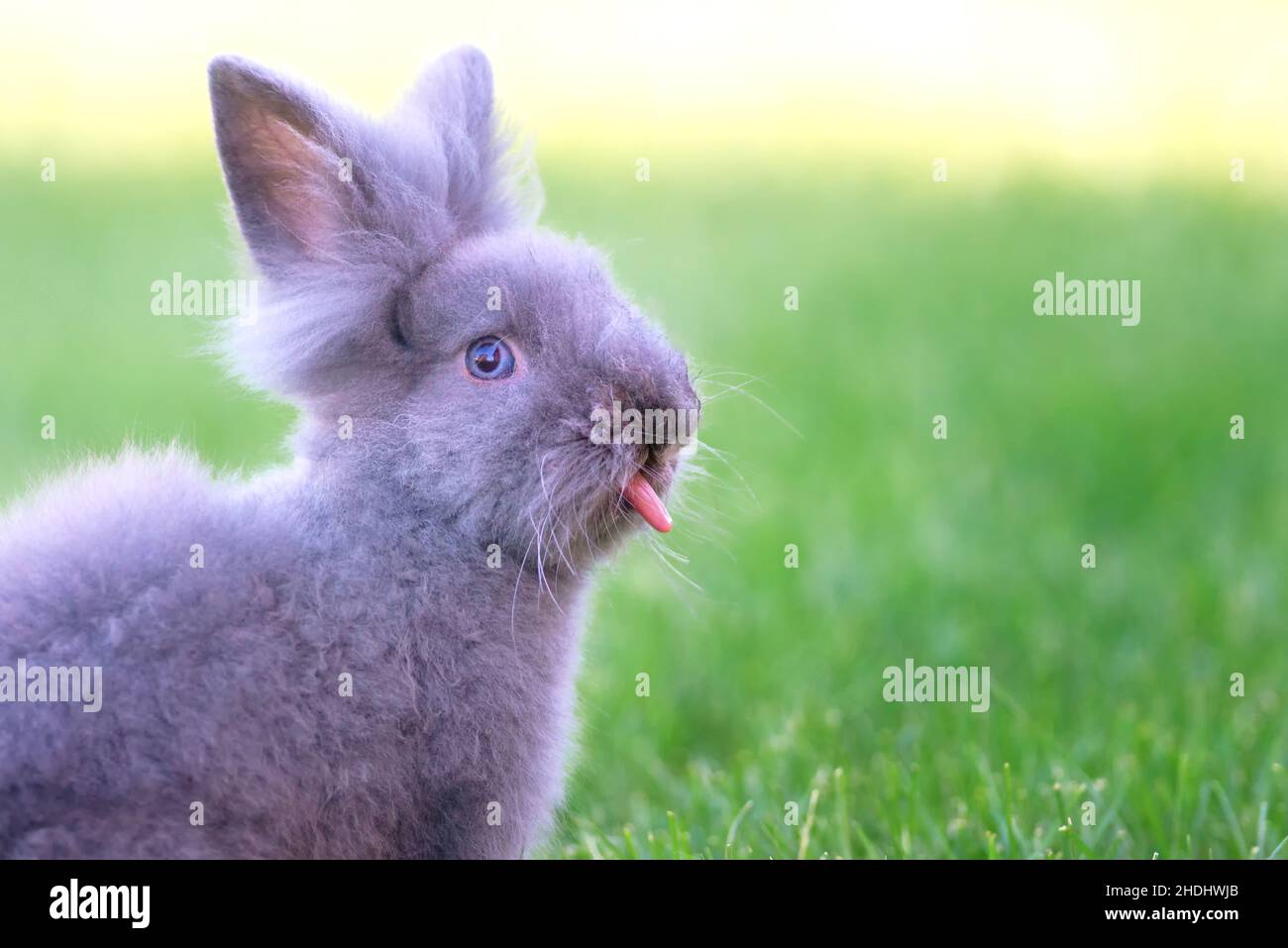 Cute grey fluffy rabbit sitting on grass backyard Stock Photo - Alamy