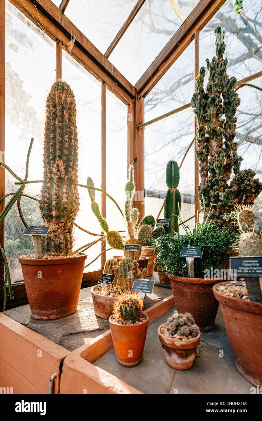 Cactus identification hi-res stock photography and images - Alamy