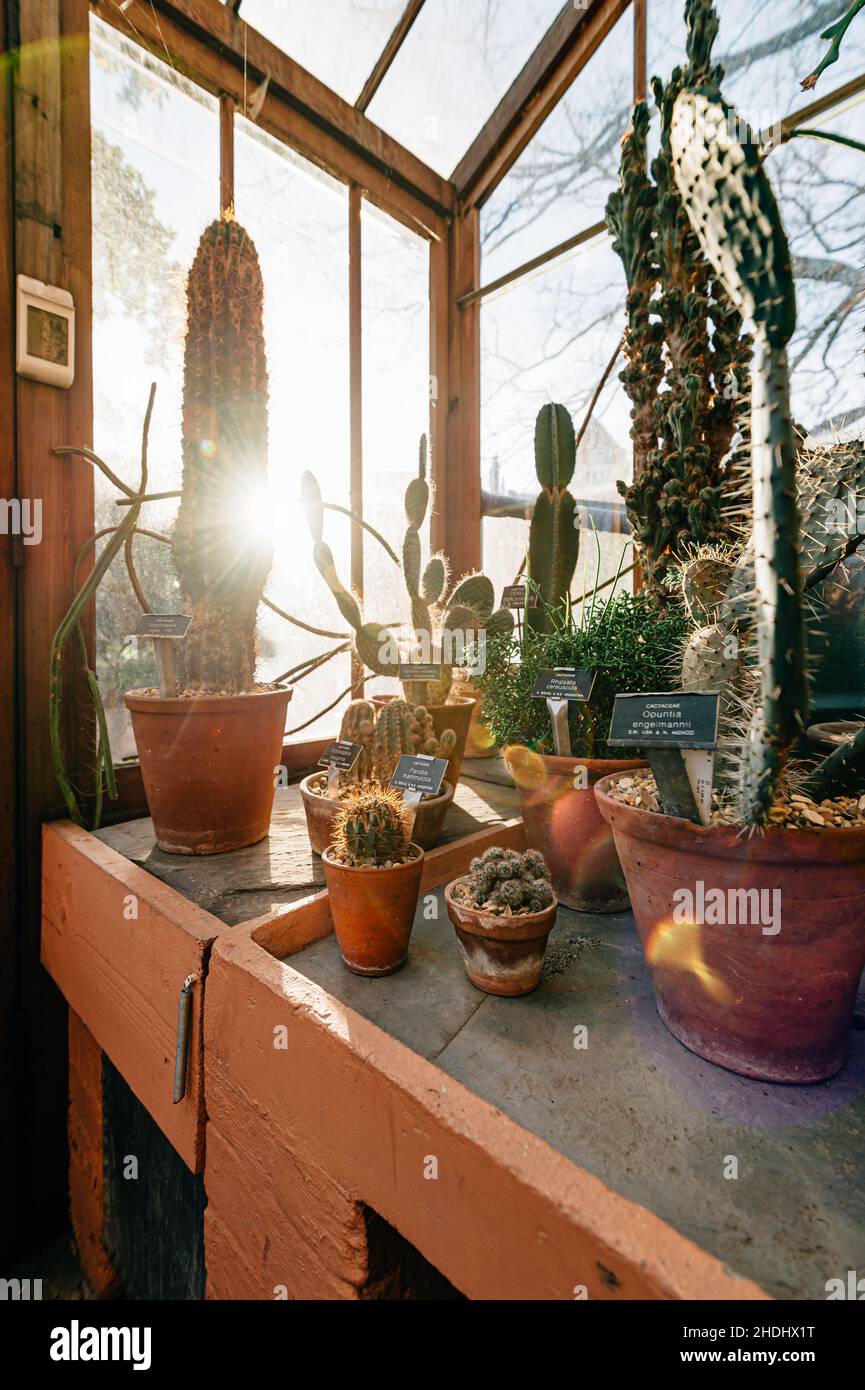 Cactus identification hi-res stock photography and images - Alamy