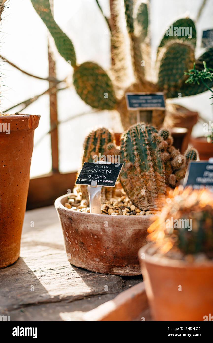 Cactus identification hi-res stock photography and images - Alamy