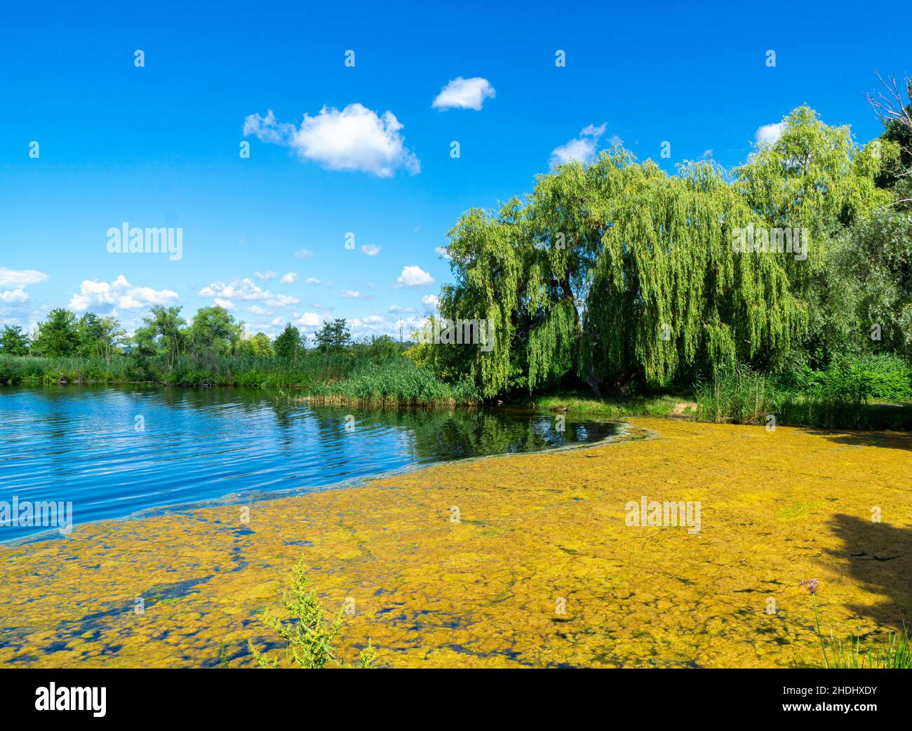 lake, algae, lakes, algaes Stock Photo - Alamy