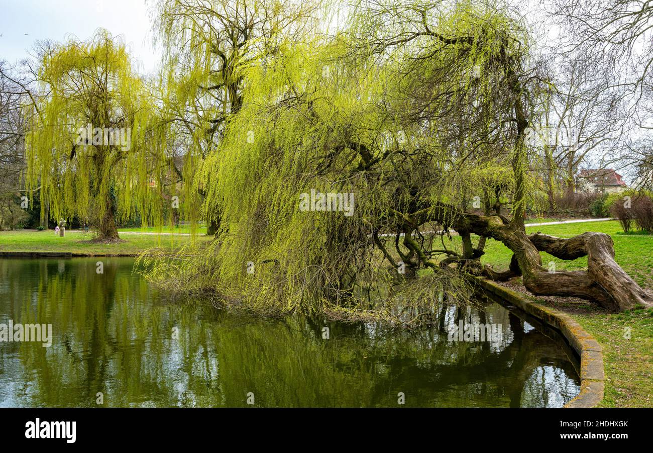 Berlin germany willow tree hi-res stock photography and images - Alamy