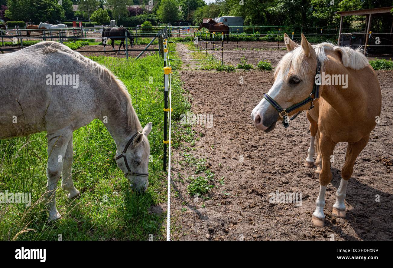 Electric Fencing Horse Paddocks at Gary Cathey blog
