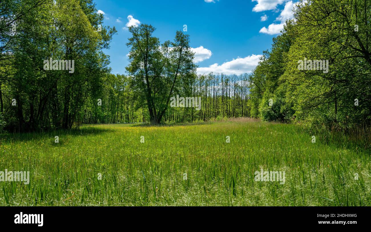 spring, meadow, national park, meadows, national parks Stock Photo - Alamy